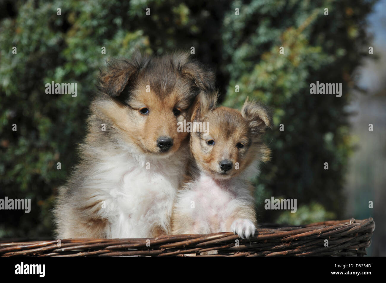 Shetland Sheepdog Puppies Stock Photo - Alamy