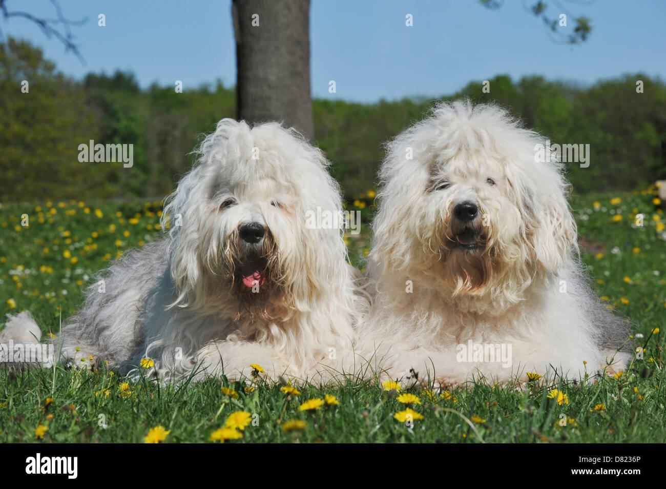 Old english sheepdog panting hi-res stock photography and images - Alamy