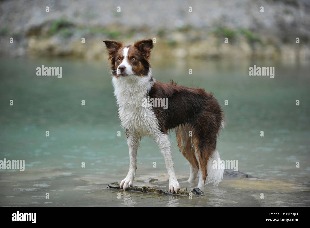standing Border Collie Stock Photo - Alamy