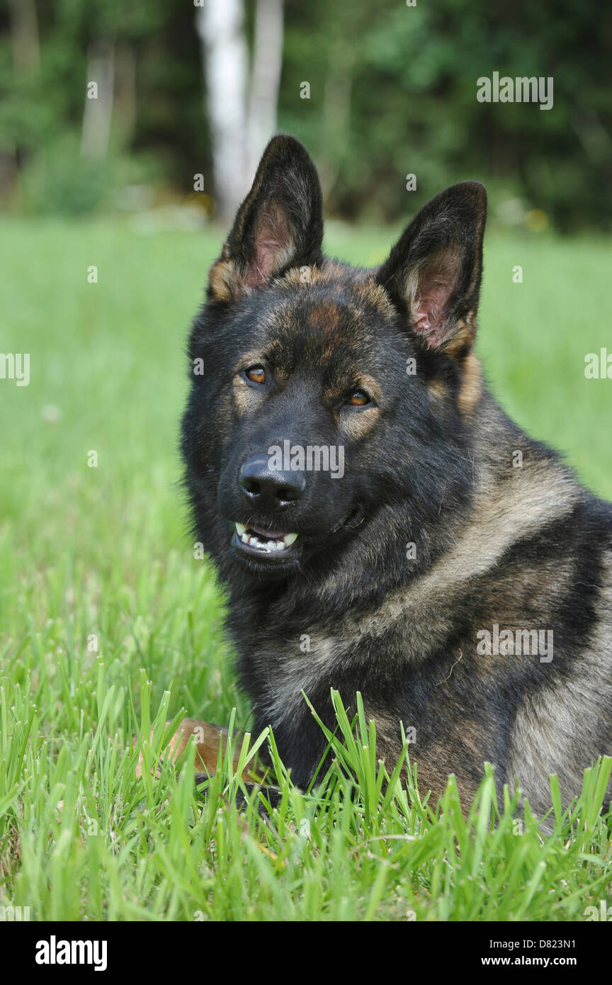German Shepherd portrait Stock Photo - Alamy