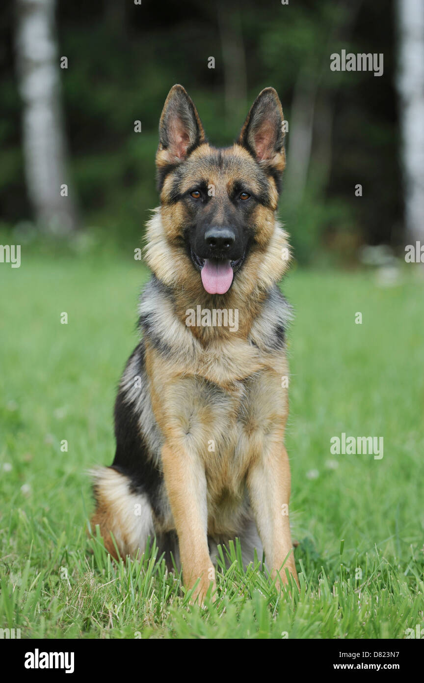 sitting German Shepherd Stock Photo - Alamy
