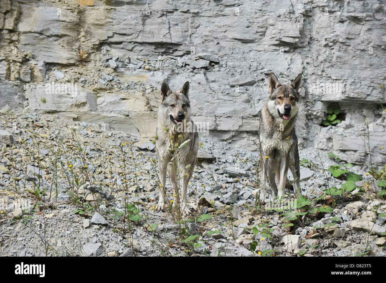 Wolf pit hi-res stock photography and images - Alamy