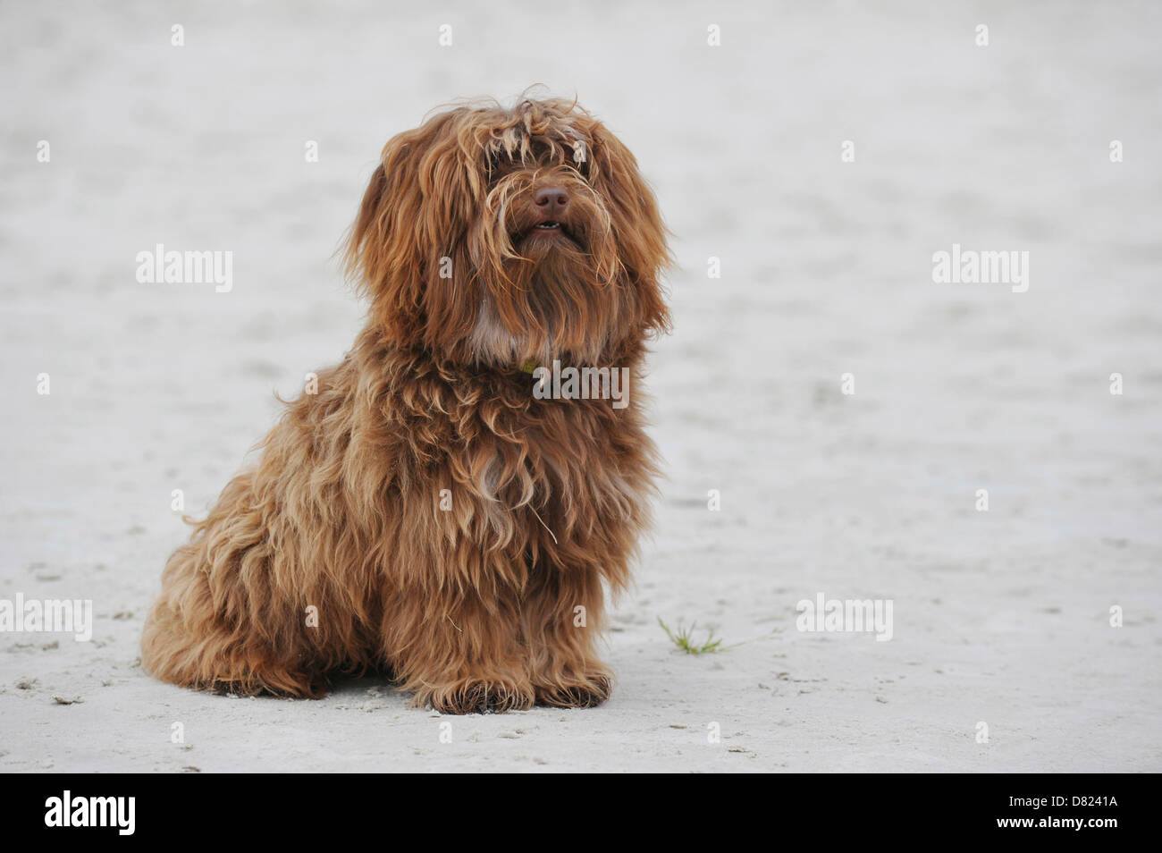sitting Bolonka zwetna Stock Photo - Alamy