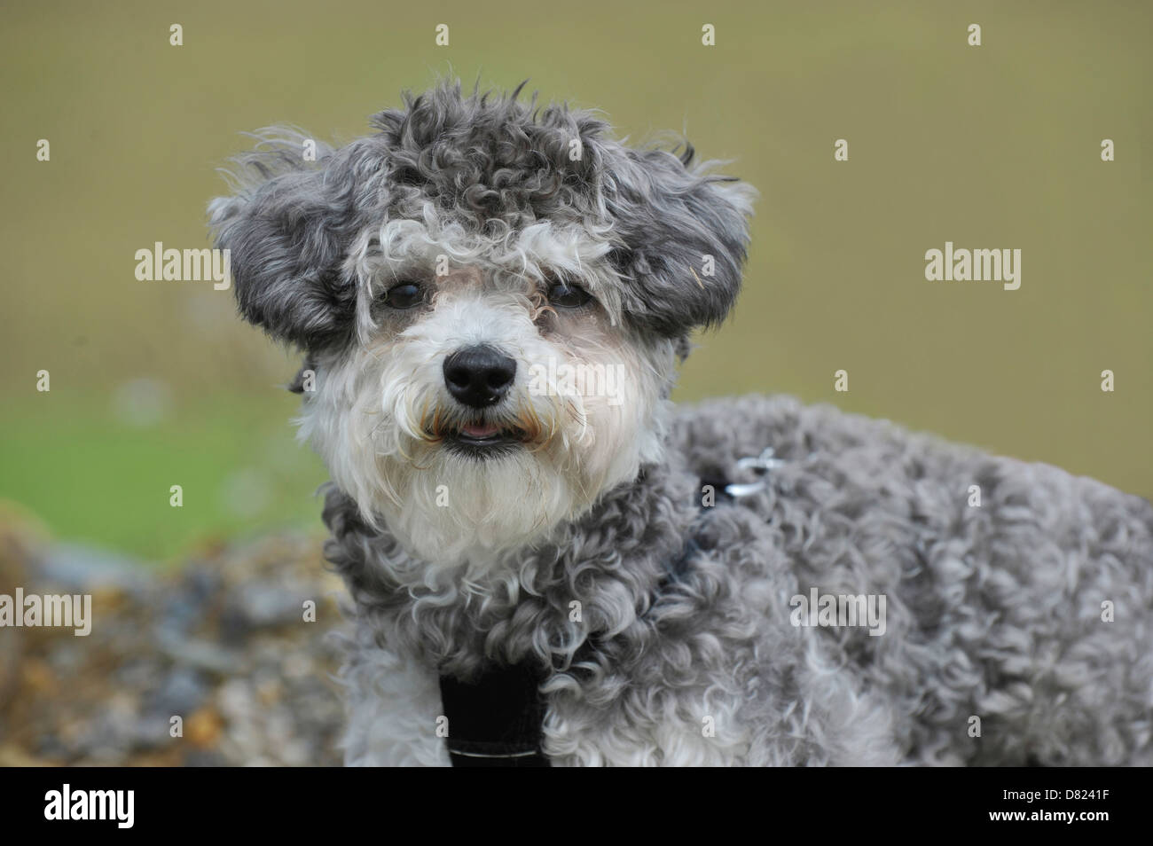 Bolonka zwetna Portrait Stock Photo - Alamy