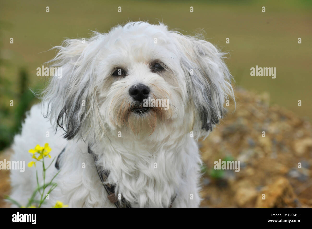 Bolonka zwetna Portrait Stock Photo - Alamy