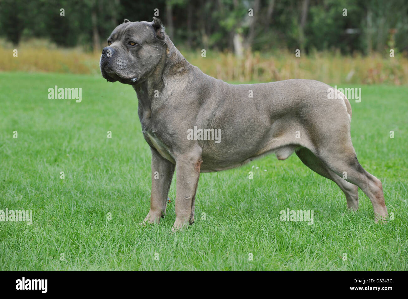 standing Cane Corso Stock Photo - Alamy standing Cane Corso Stock Photo - Alamy