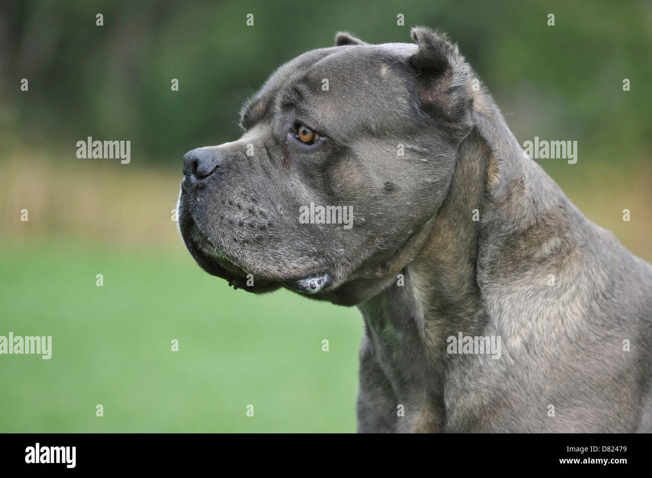Cane Corso Portrait Stock Photo - Alamy