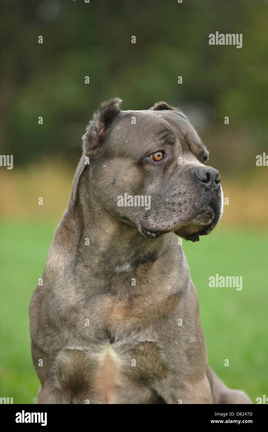 Cane Corso Portrait Stock Photo - Alamy