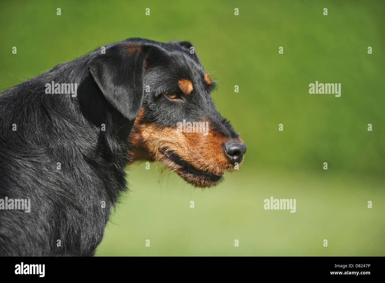 german hunting terrier portrait Stock Photo - Alamy