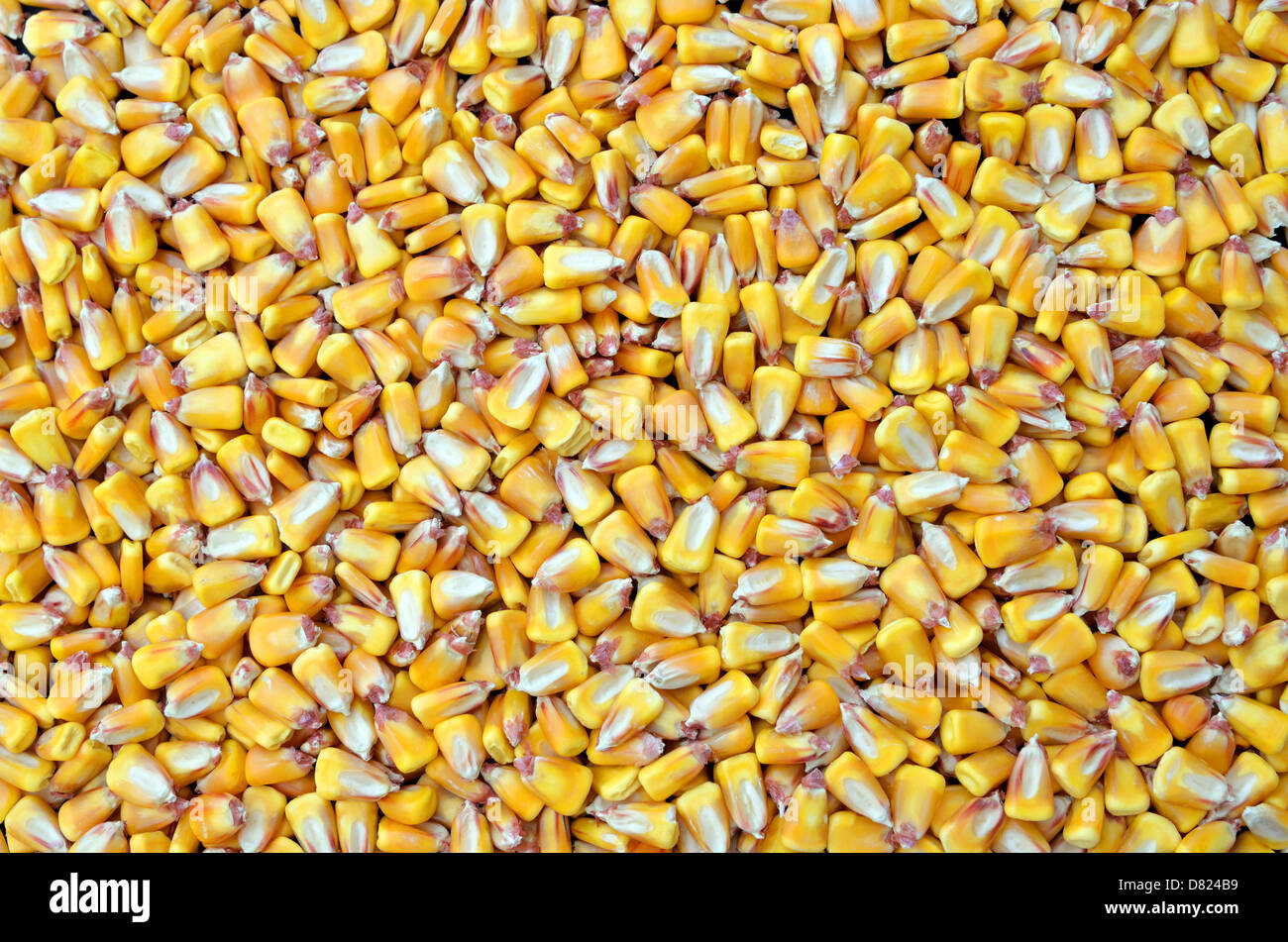 Corn seed texture, agriculture background Stock Photo - Alamy