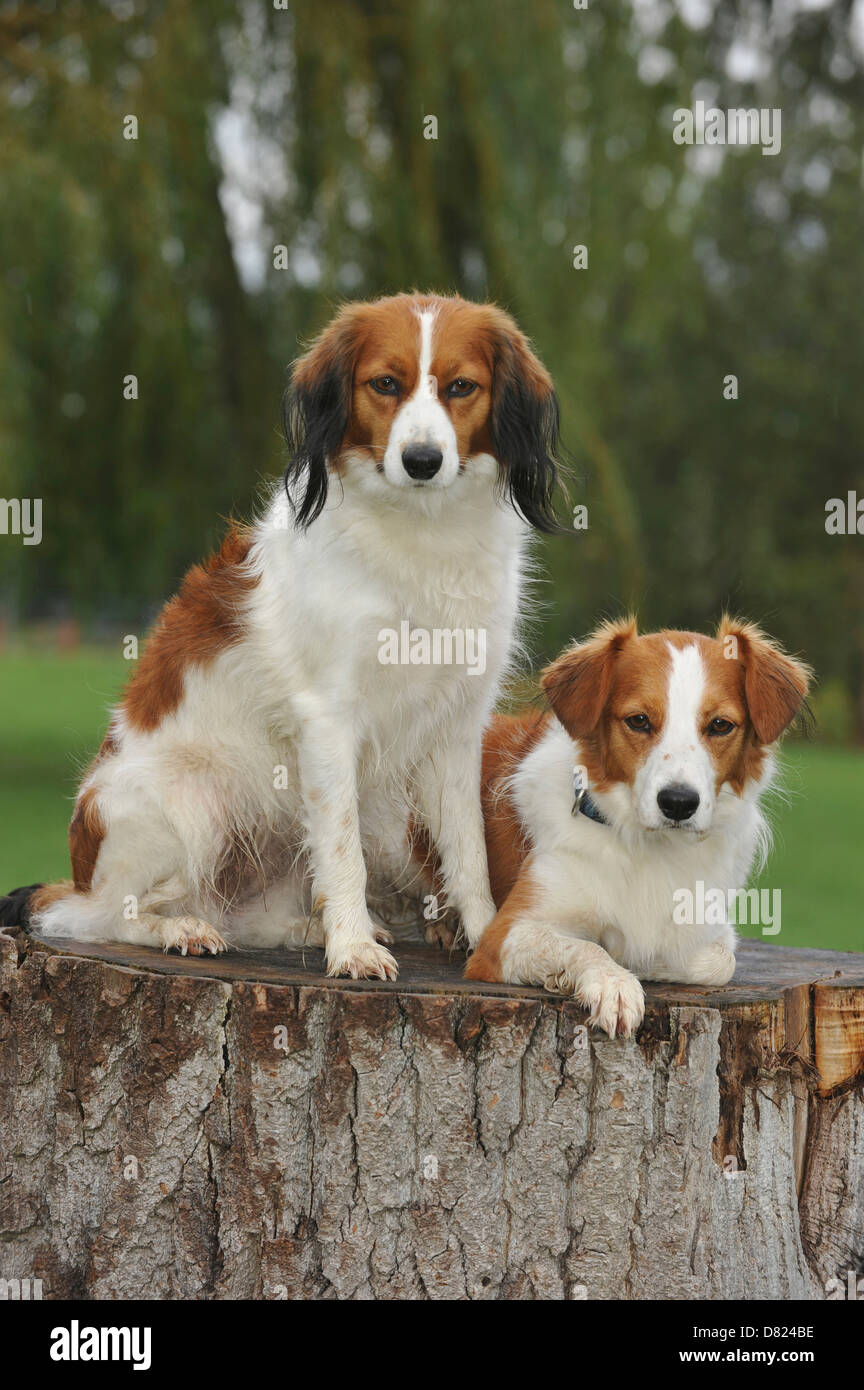 Kooiker sitting hi-res stock photography and images - Alamy