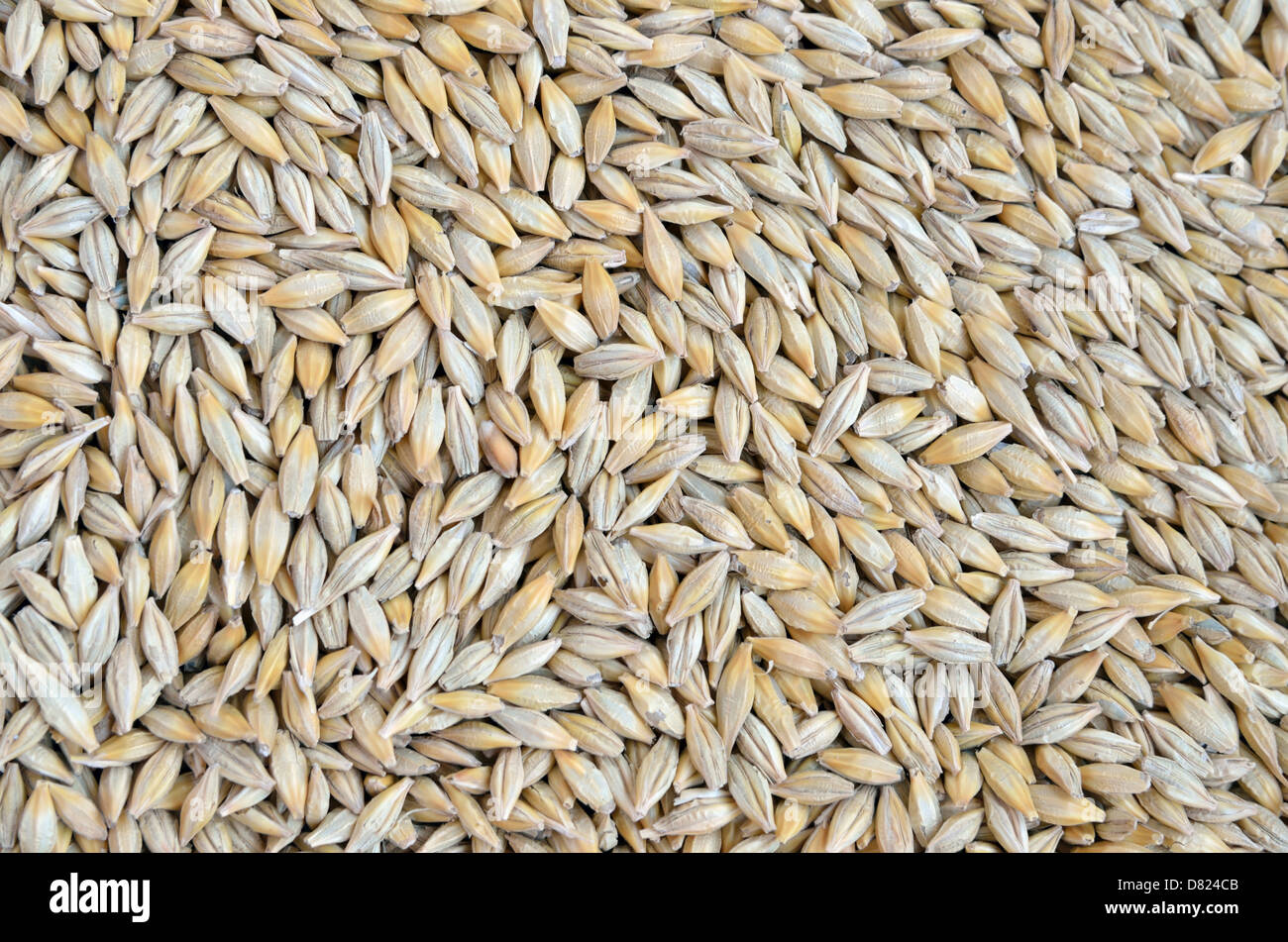 barley seeds background Stock Photo - Alamy