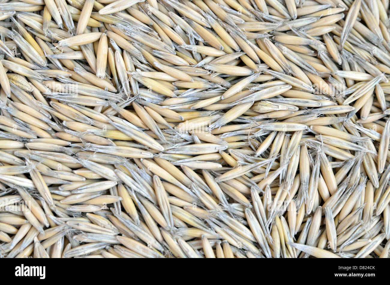 Seeds of oats Stock Photo - Alamy