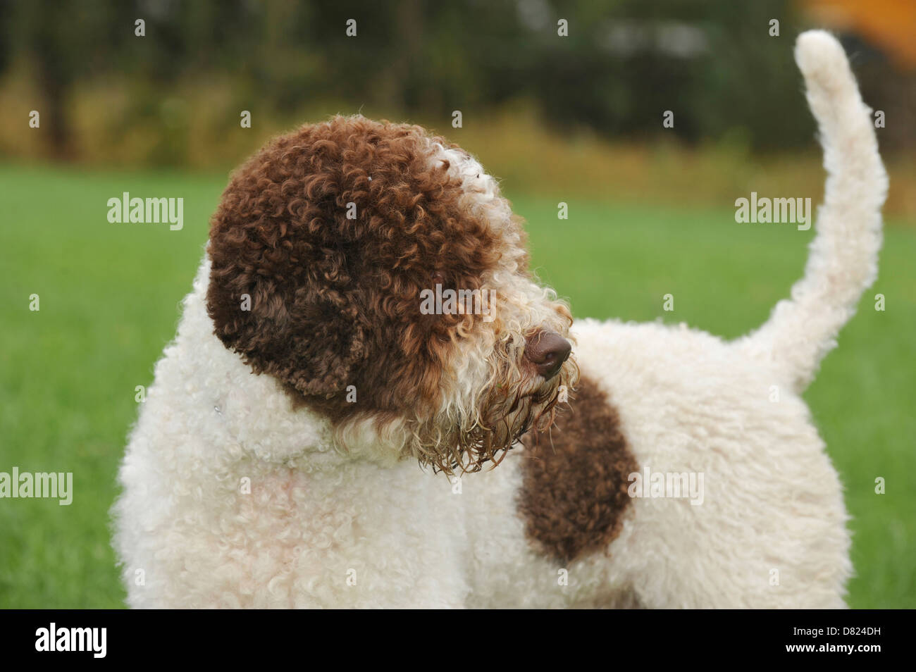 Lagotto Romagnolo Portrait Stock Photo - Alamy