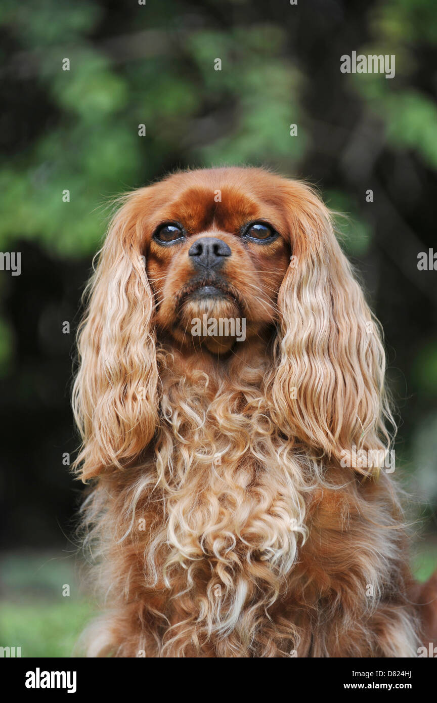 Cavalier King Charles Spaniel Portrait Stock Photo - Alamy