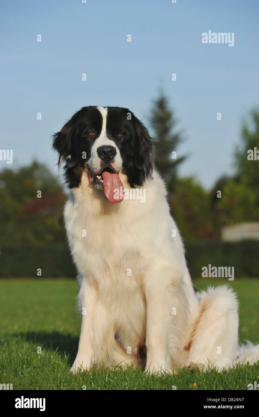 Landseers hi-res stock photography and images - Alamy