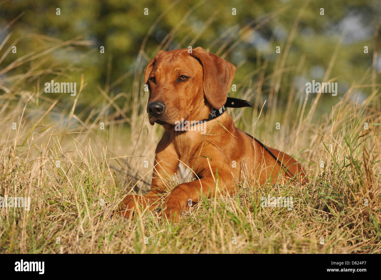lying Rhodesian Ridgeback Stock Photo - Alamy