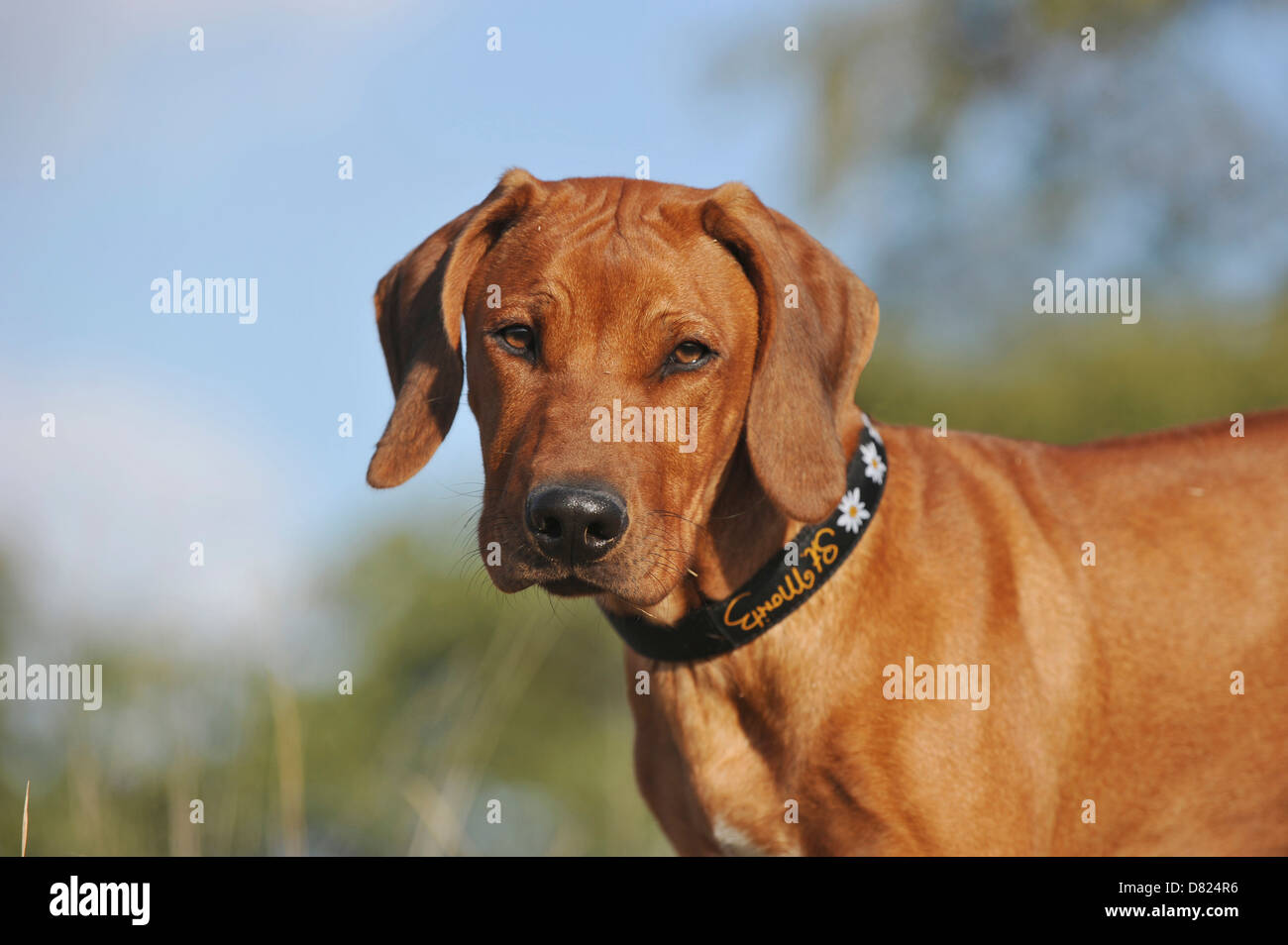 Rhodesian Ridgeback Portrait Stock Photo - Alamy