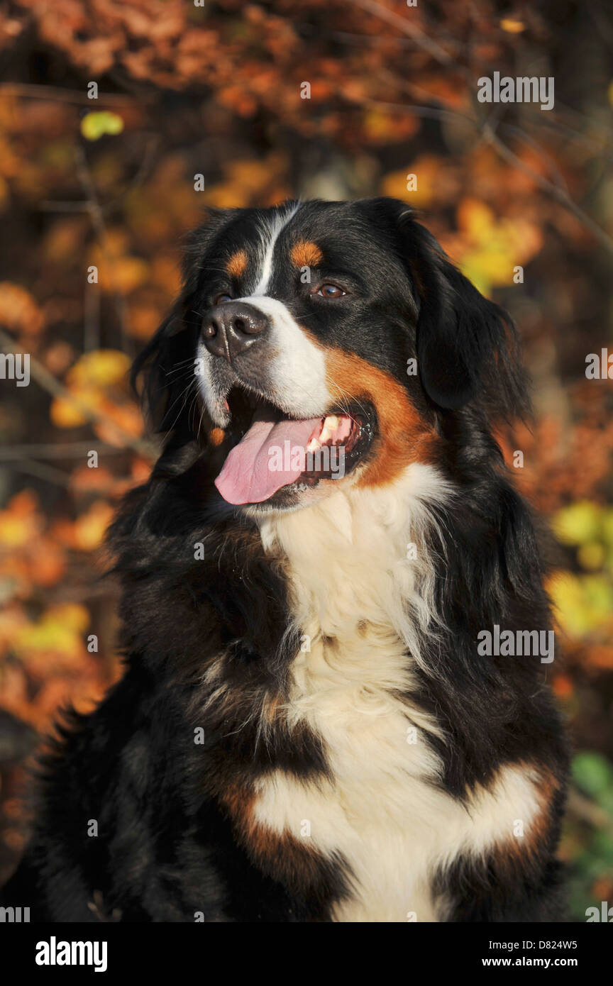 Bernese Mountain Dog Portrait Stock Photo - Alamy