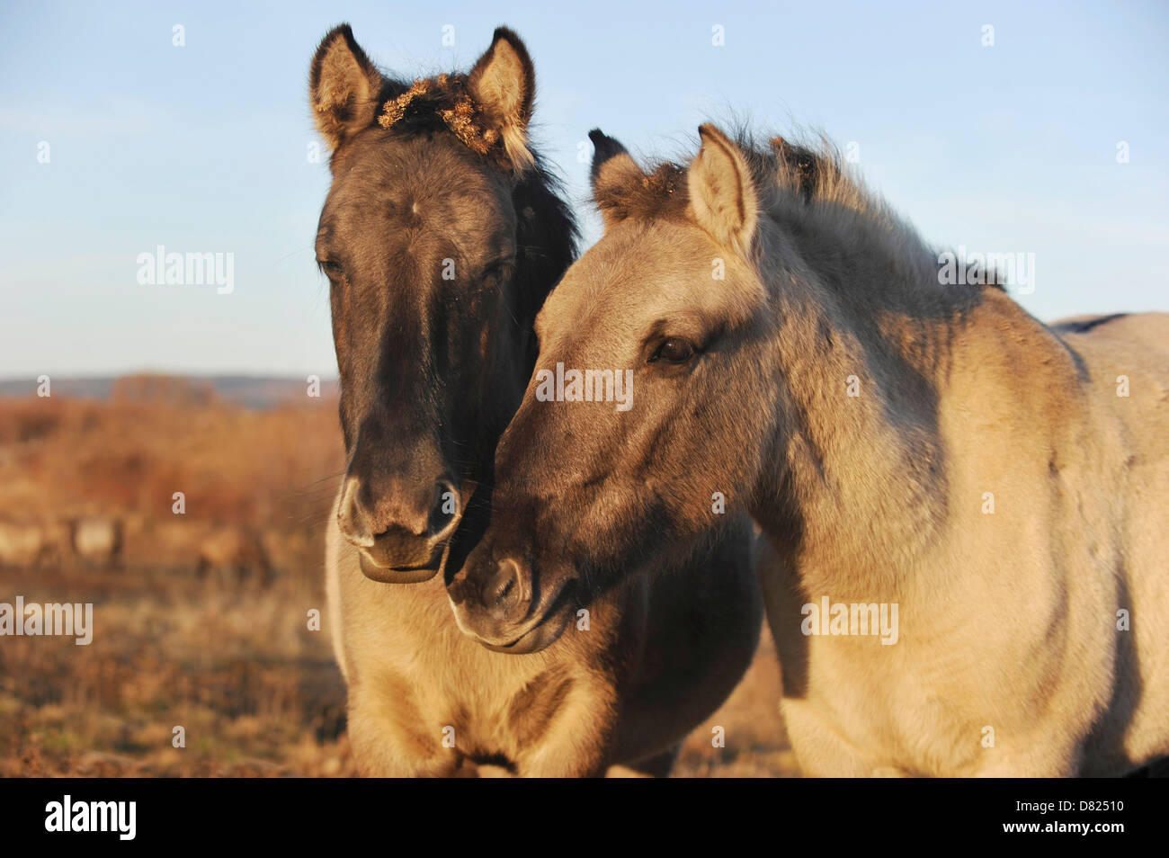 Konik ponies, autumn hi-res stock photography and images - Alamy