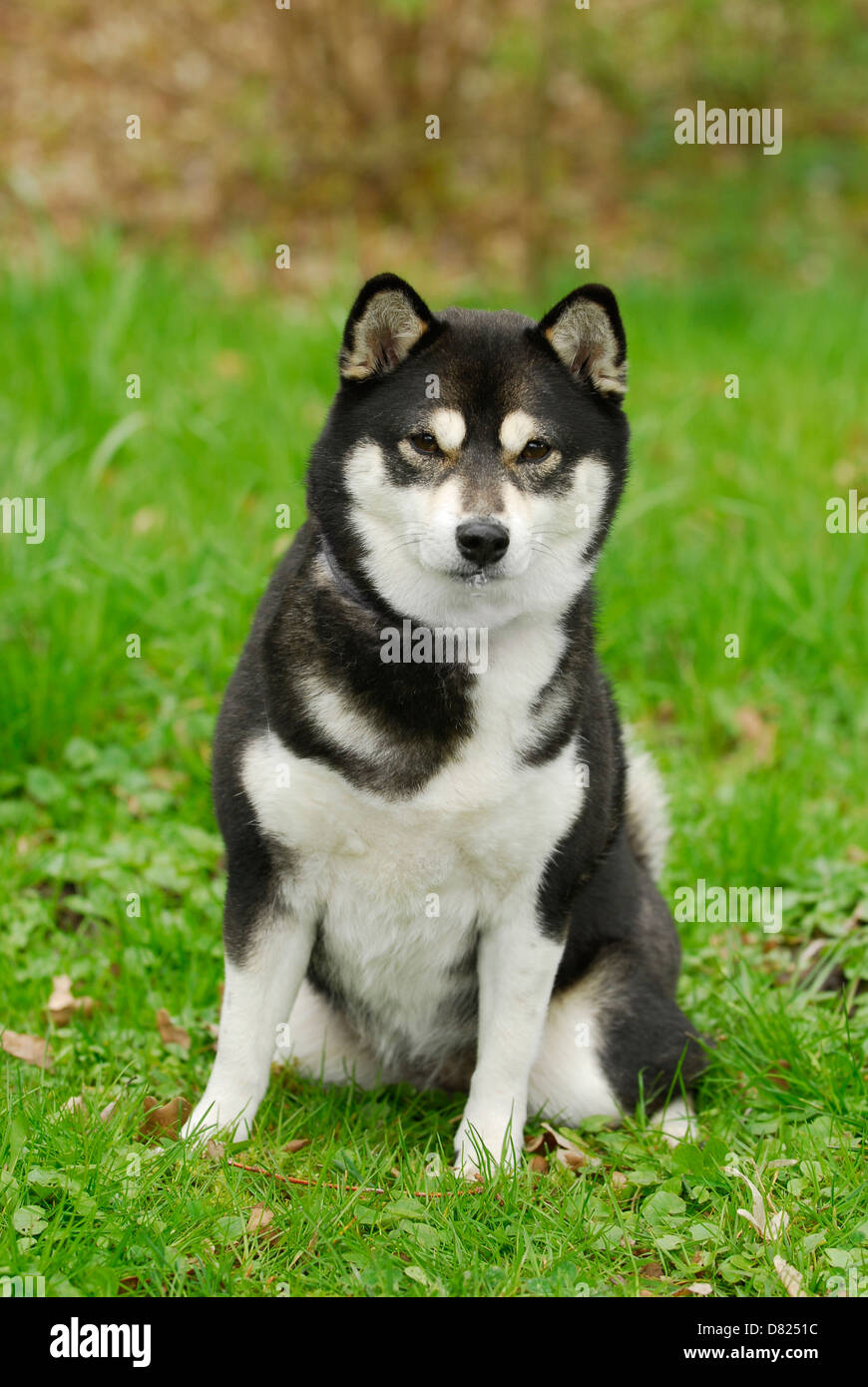 sitting Shiba Inu Stock Photo - Alamy