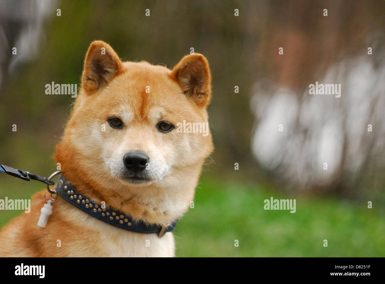 Shiba Inu Portrait Stock Photo - Alamy