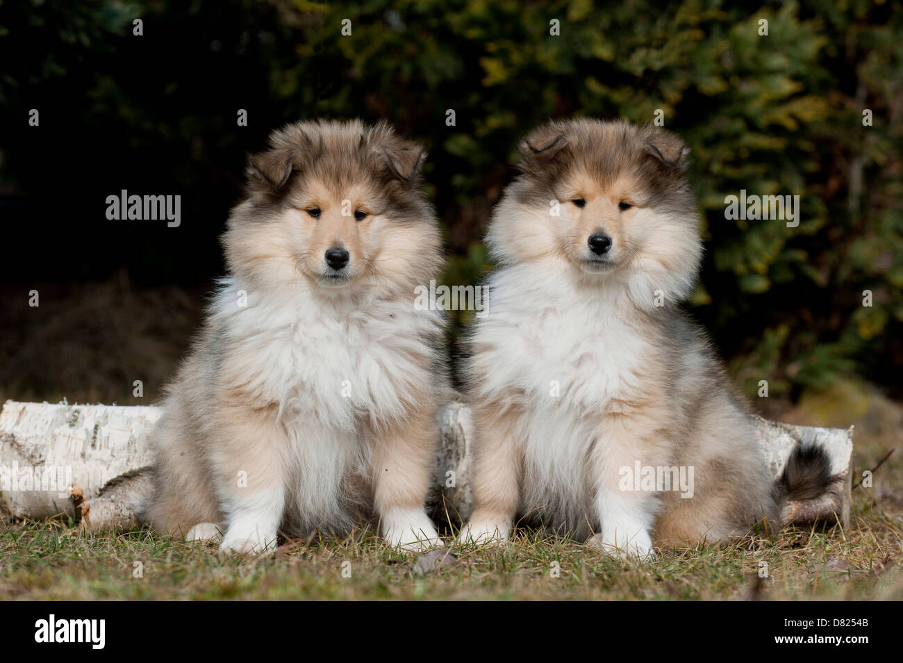 longhaired Collie puppies Stock Photo - Alamy