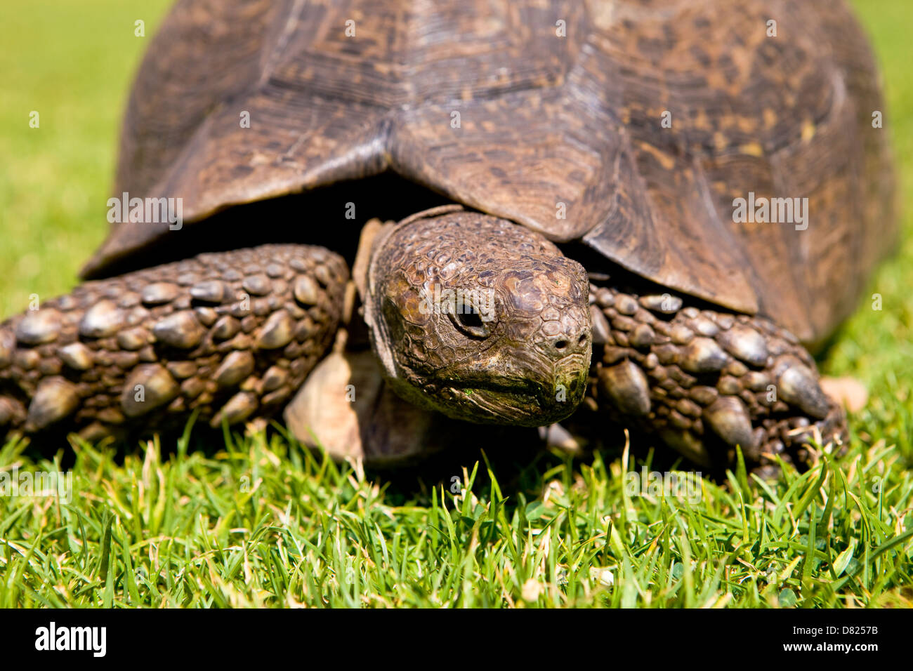 Leopard tortoise (Stigmochelys pardalis Stock Photo - Alamy