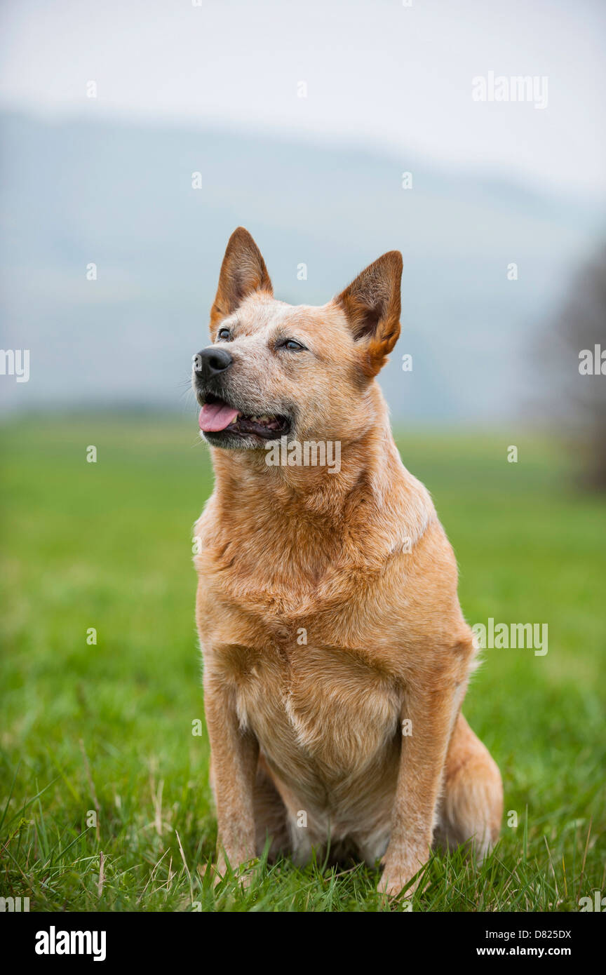 sitting Australian Cattle Dog Stock Photo - Alamy