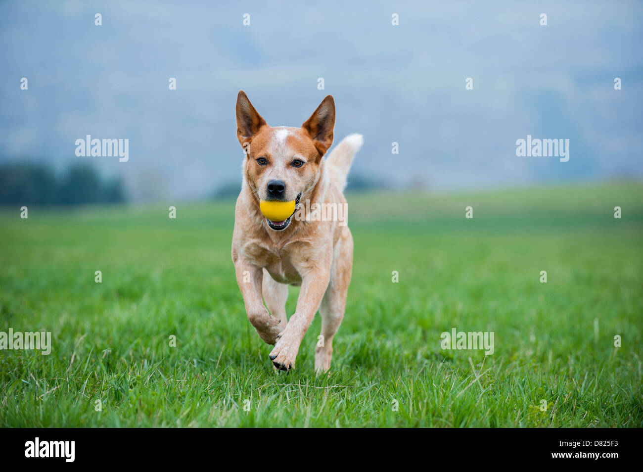 playing Australian Cattle Dog Stock Photo - Alamy