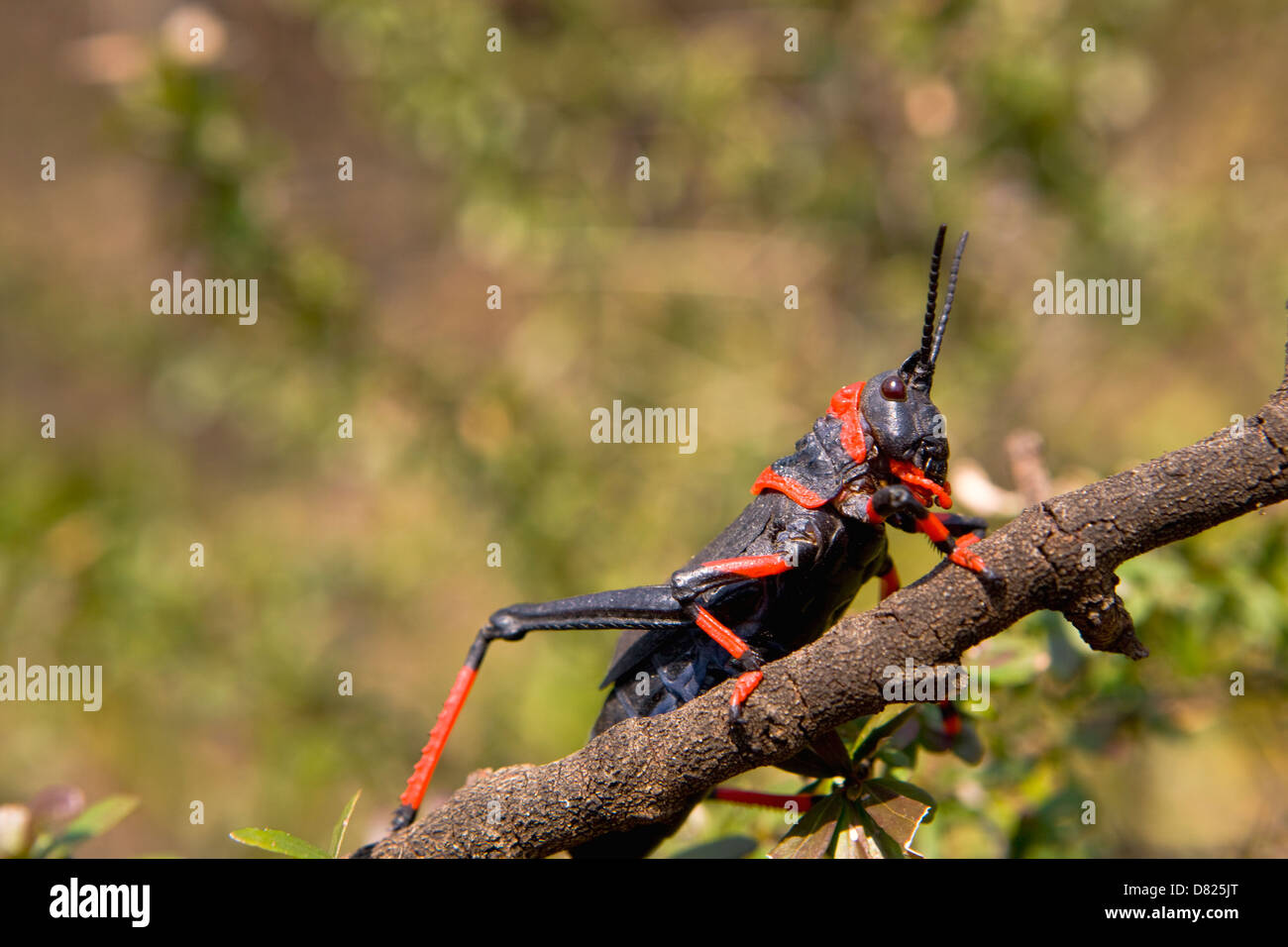 Dictyophorus spumans, the koppie foam grasshopper or rooibaadjie from ...