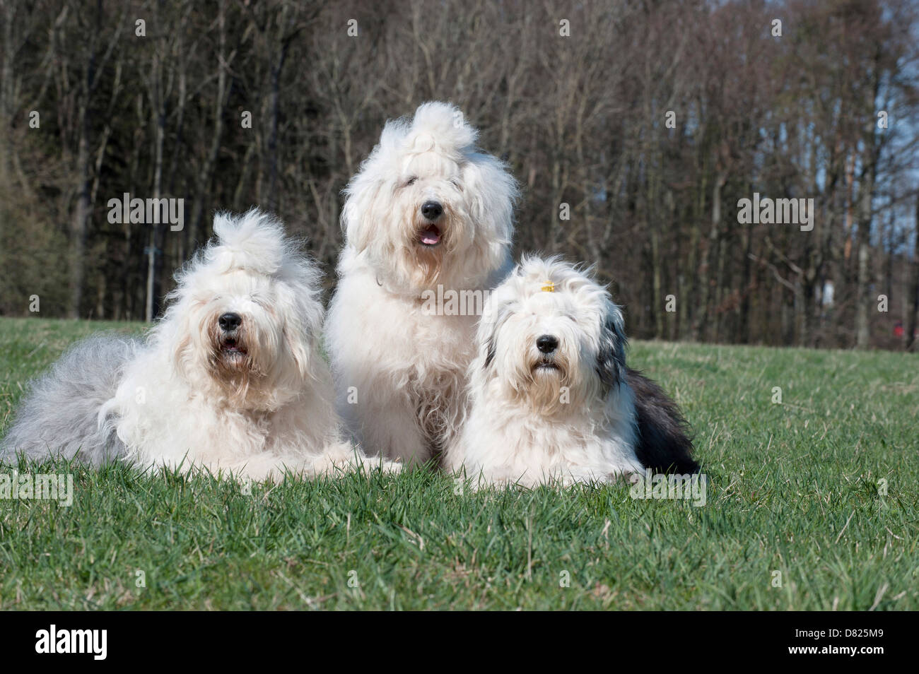 Old English Sheepdogs Stock Photo - Alamy