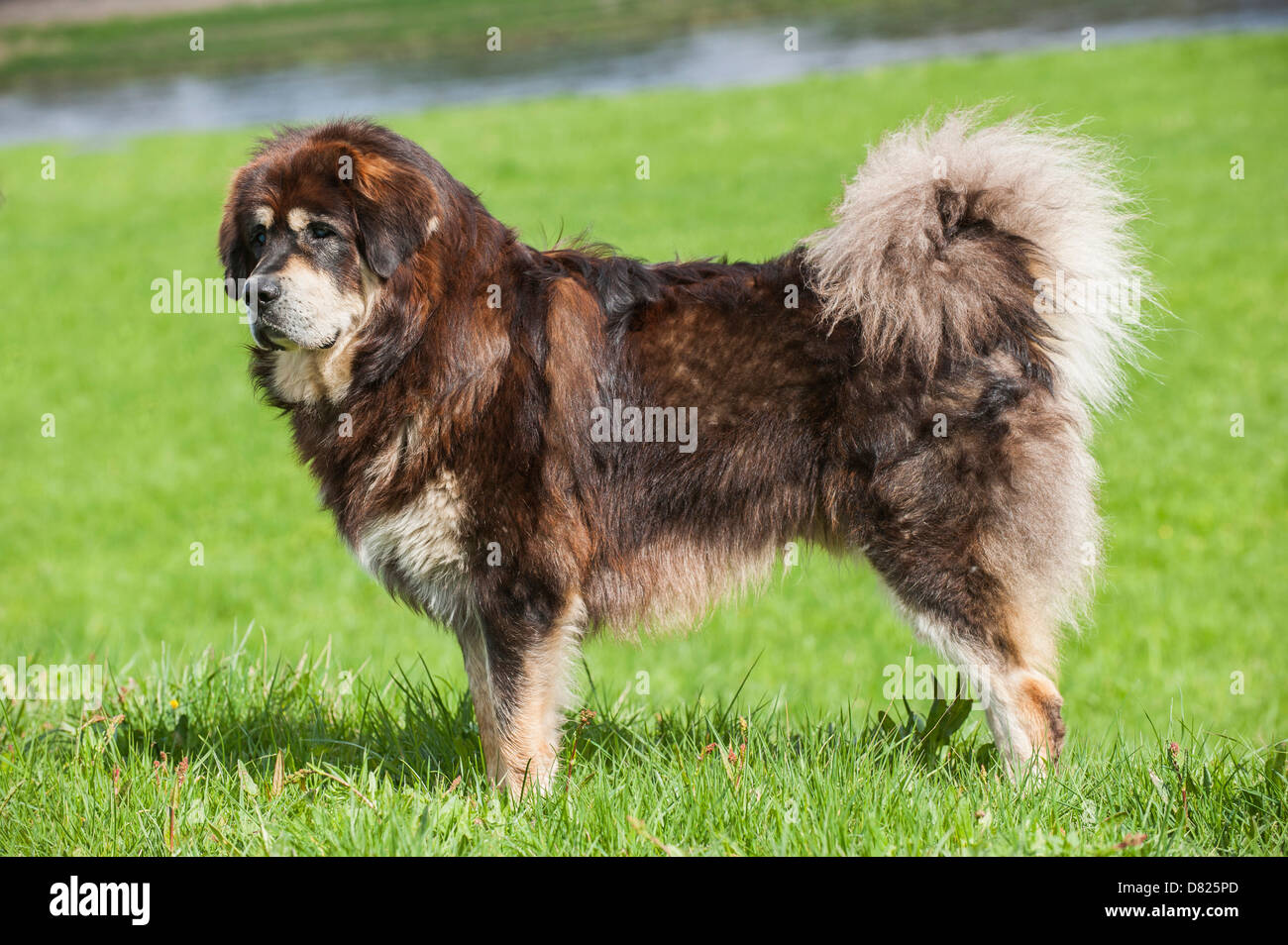 Black do khyi hi-res stock photography and images - Alamy