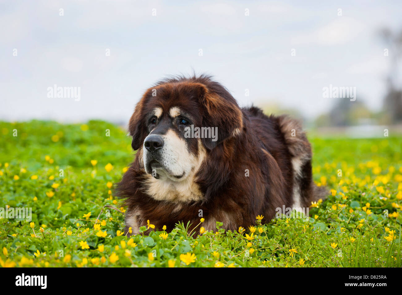 lying Do Khyi Stock Photo - Alamy
