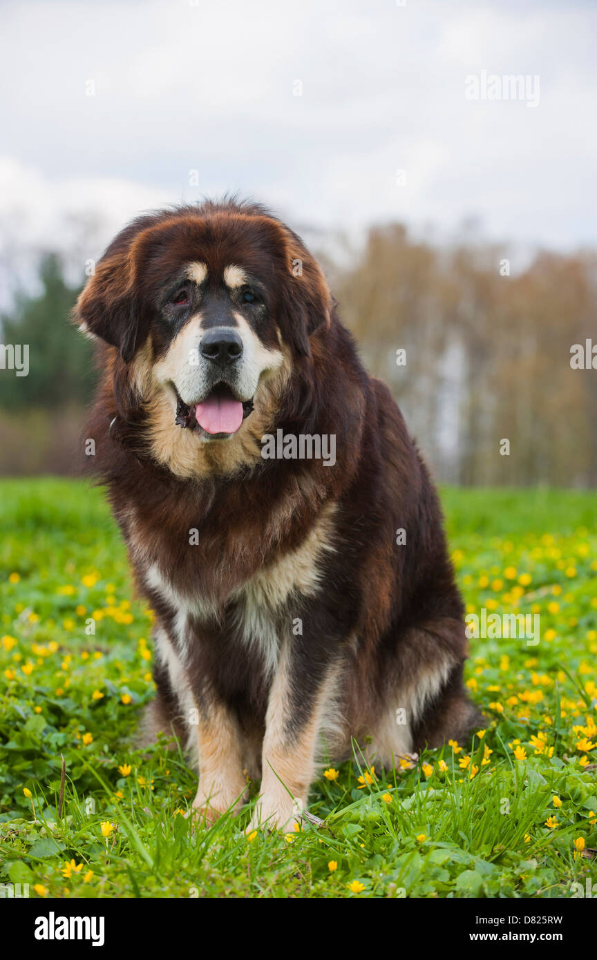 Tibetan mastiff sitting hi-res stock photography and images - Alamy