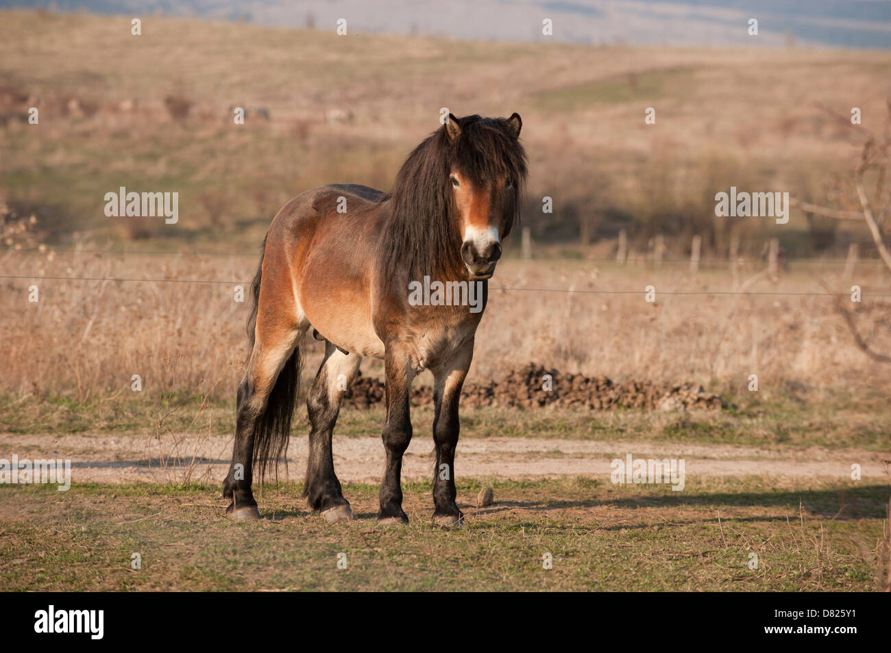 Exmoor pony eye hi-res stock photography and images - Alamy