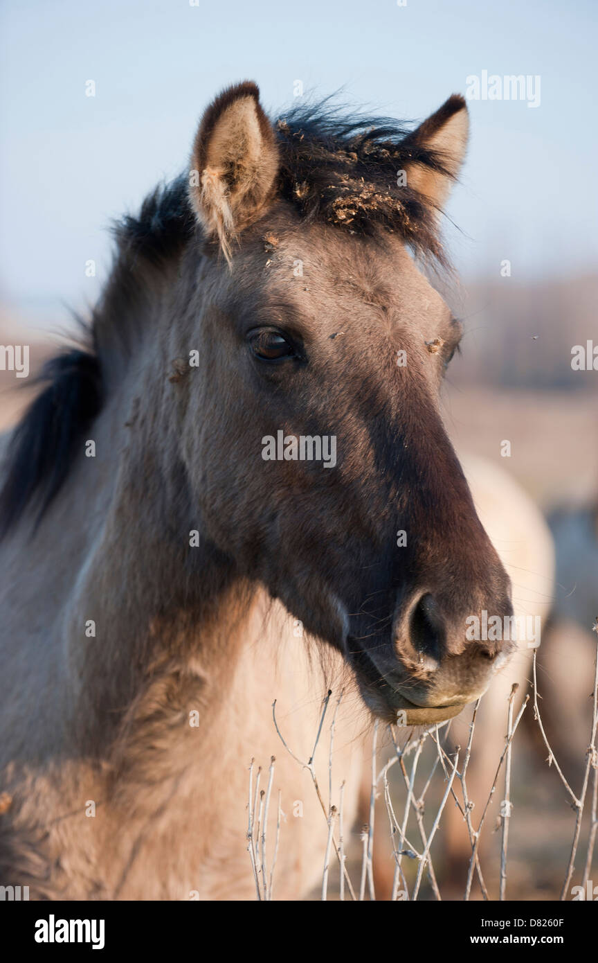 Konik ponies, autumn hi-res stock photography and images - Alamy