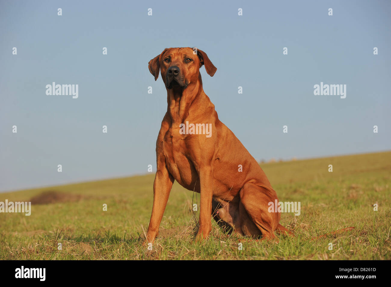 sitting Rhodesian Ridgeback Stock Photo - Alamy