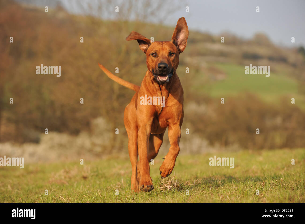 running Rhodesian Ridgeback Stock Photo - Alamy