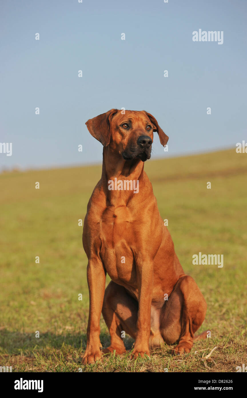 sitting Rhodesian Ridgeback Stock Photo - Alamy