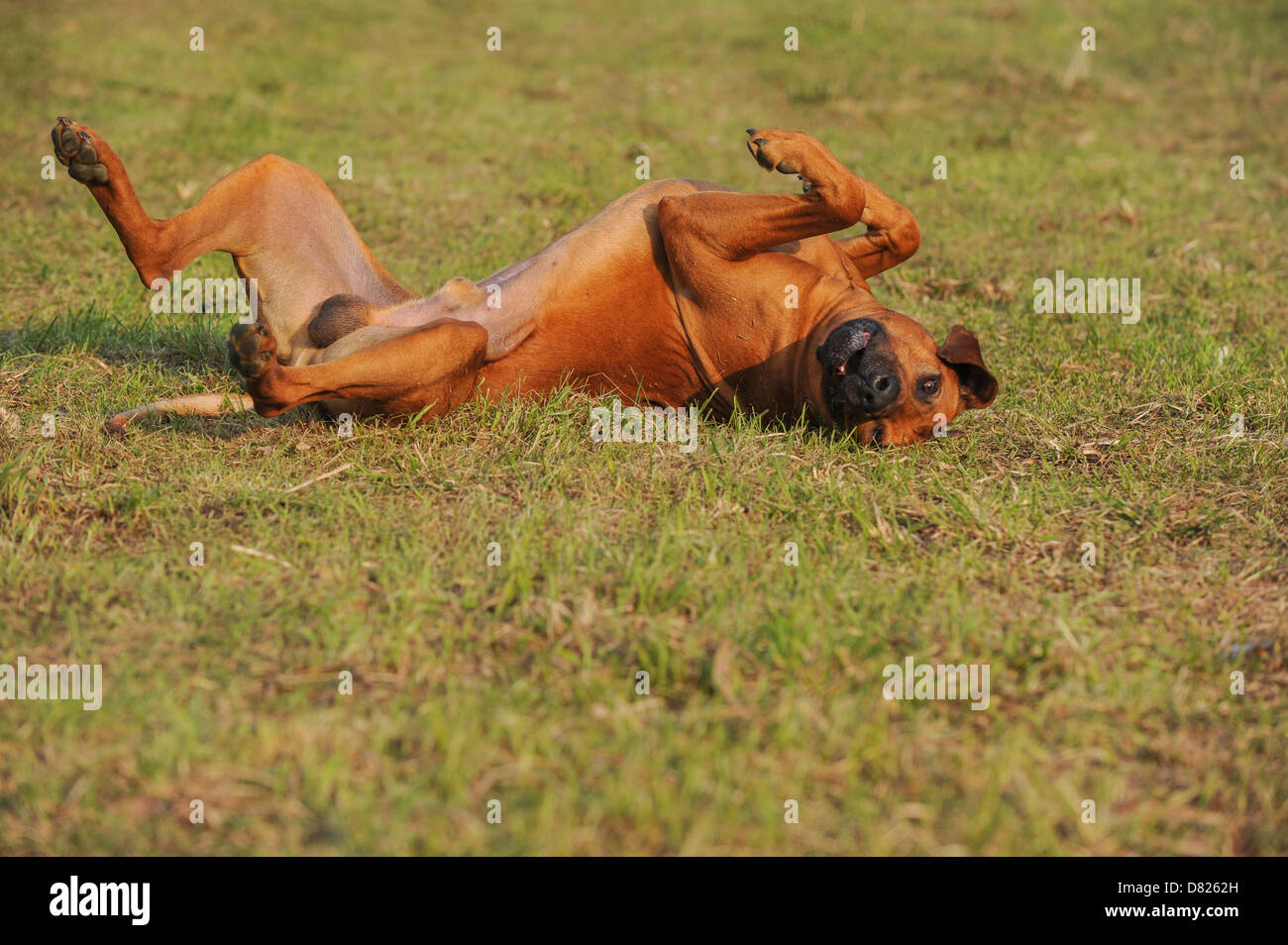 rolling Rhodesian Ridgeback Stock Photo - Alamy