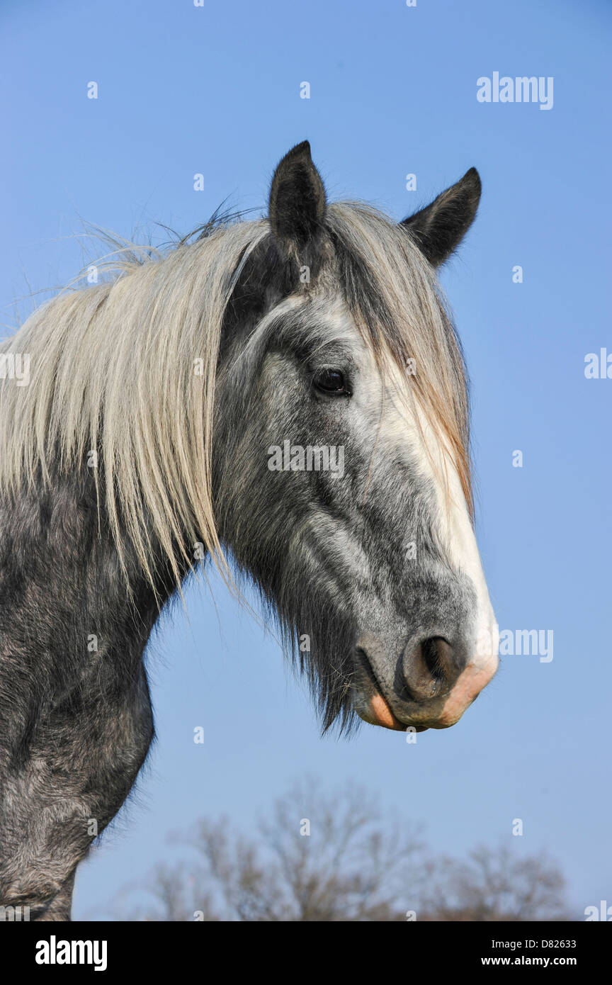 Shire Horse Portrait Stock Photo - Alamy