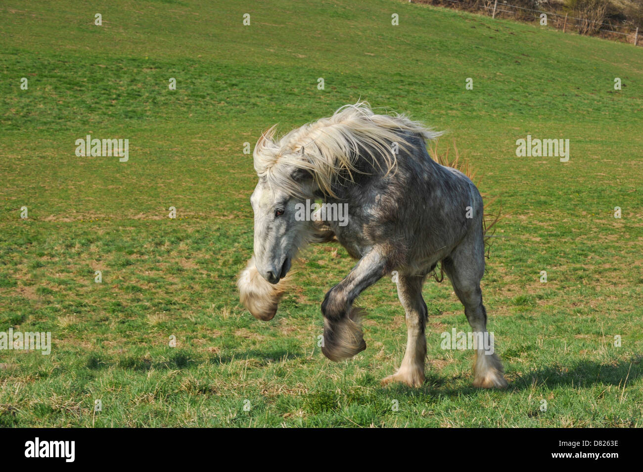 galloping Shire Horse Stock Photo - Alamy