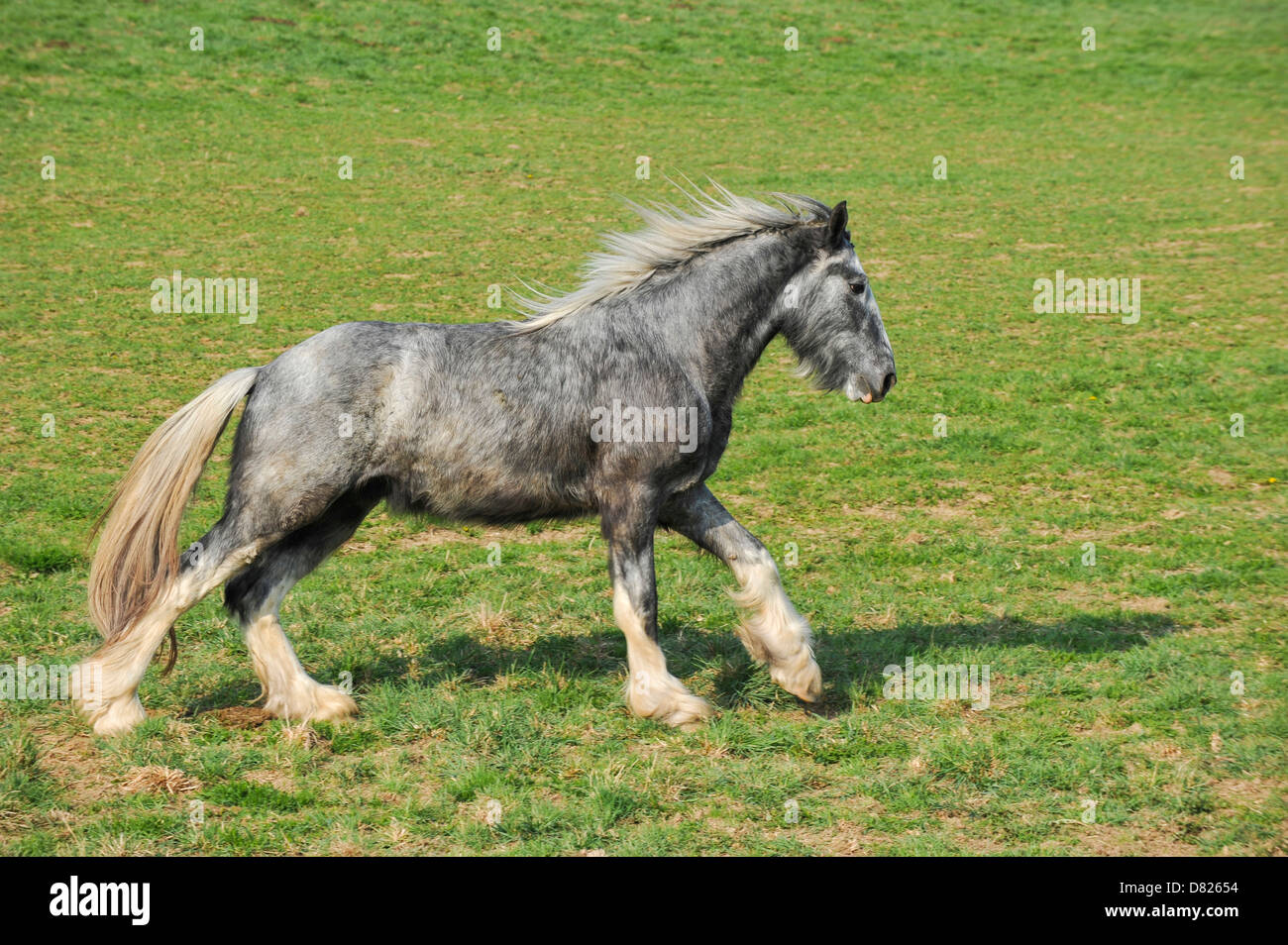 galloping Shire Horse Stock Photo - Alamy