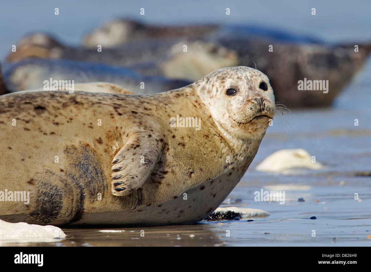 Common seals / Harbour seal (Phoca vitulina) resting on beach Stock ...