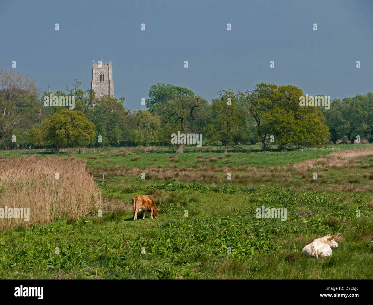 Pastoral scene across water meadows to Reedham Church, Norfolk, England ...