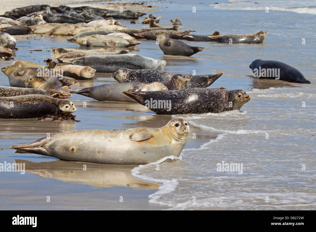 Common seals / Harbour seal (Phoca vitulina) colony resting on beach ...