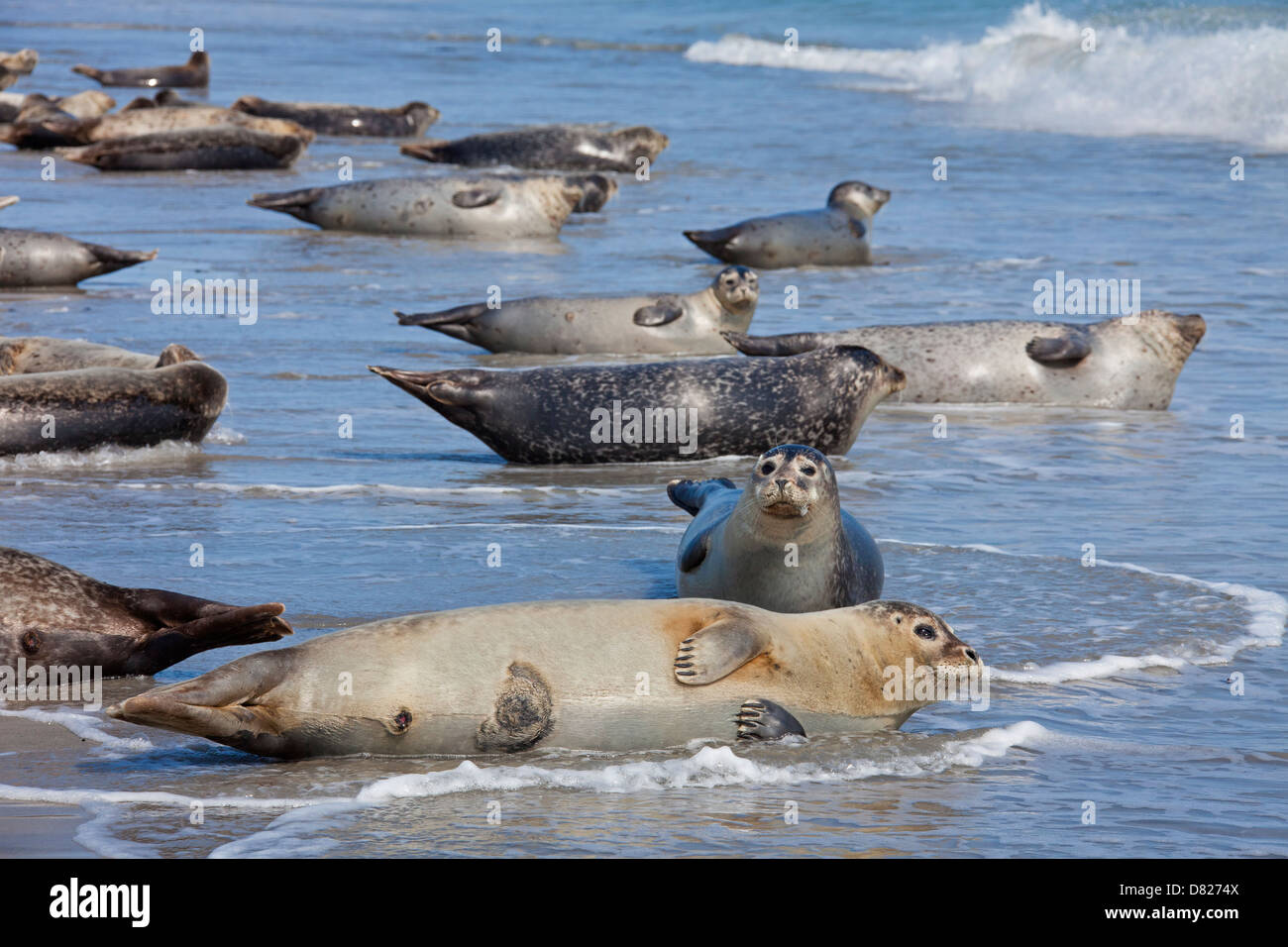 Common seals / Harbour seal (Phoca vitulina) colony resting on beach ...
