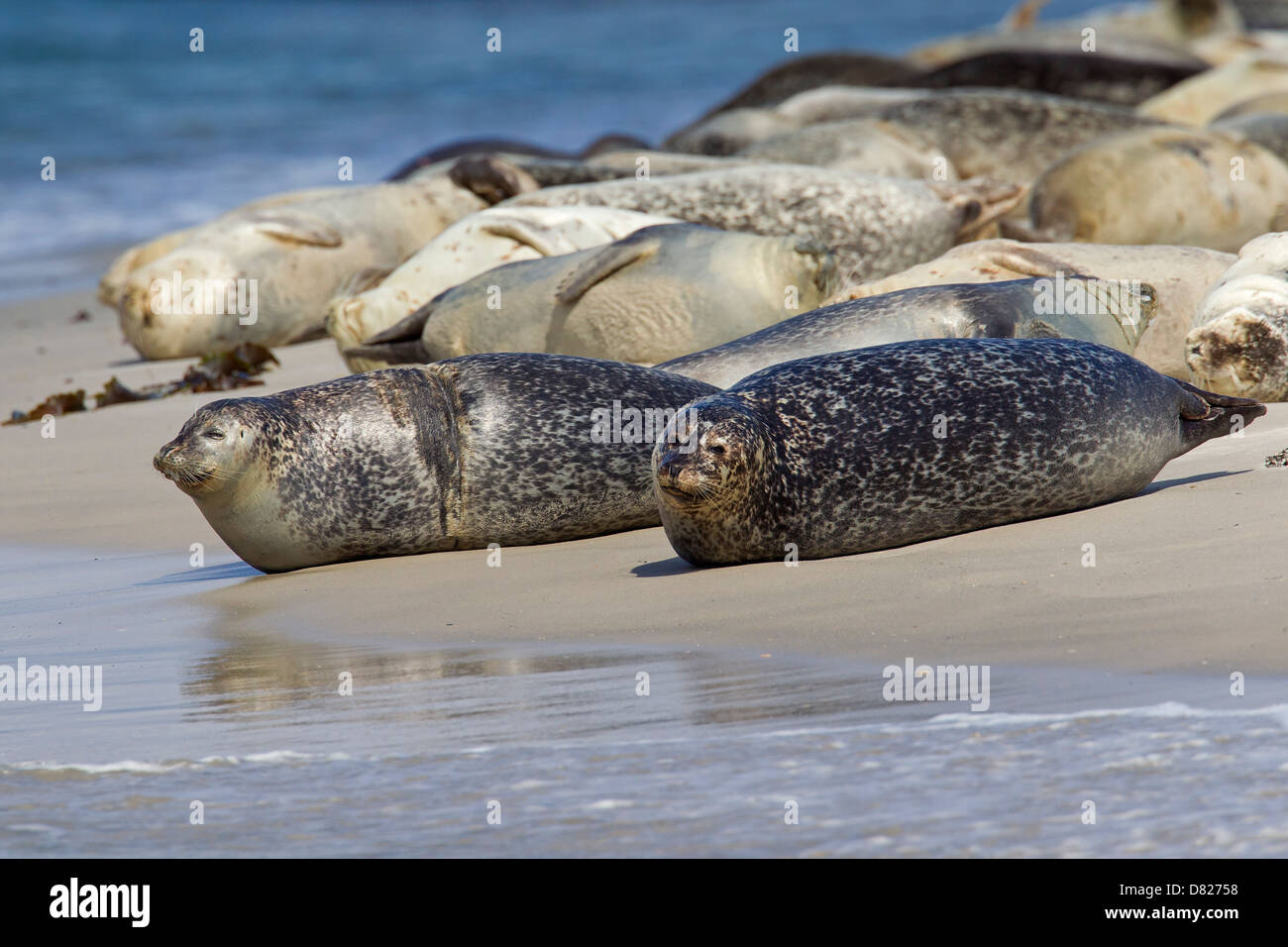 Harbor seal colony on beach hi-res stock photography and images - Alamy