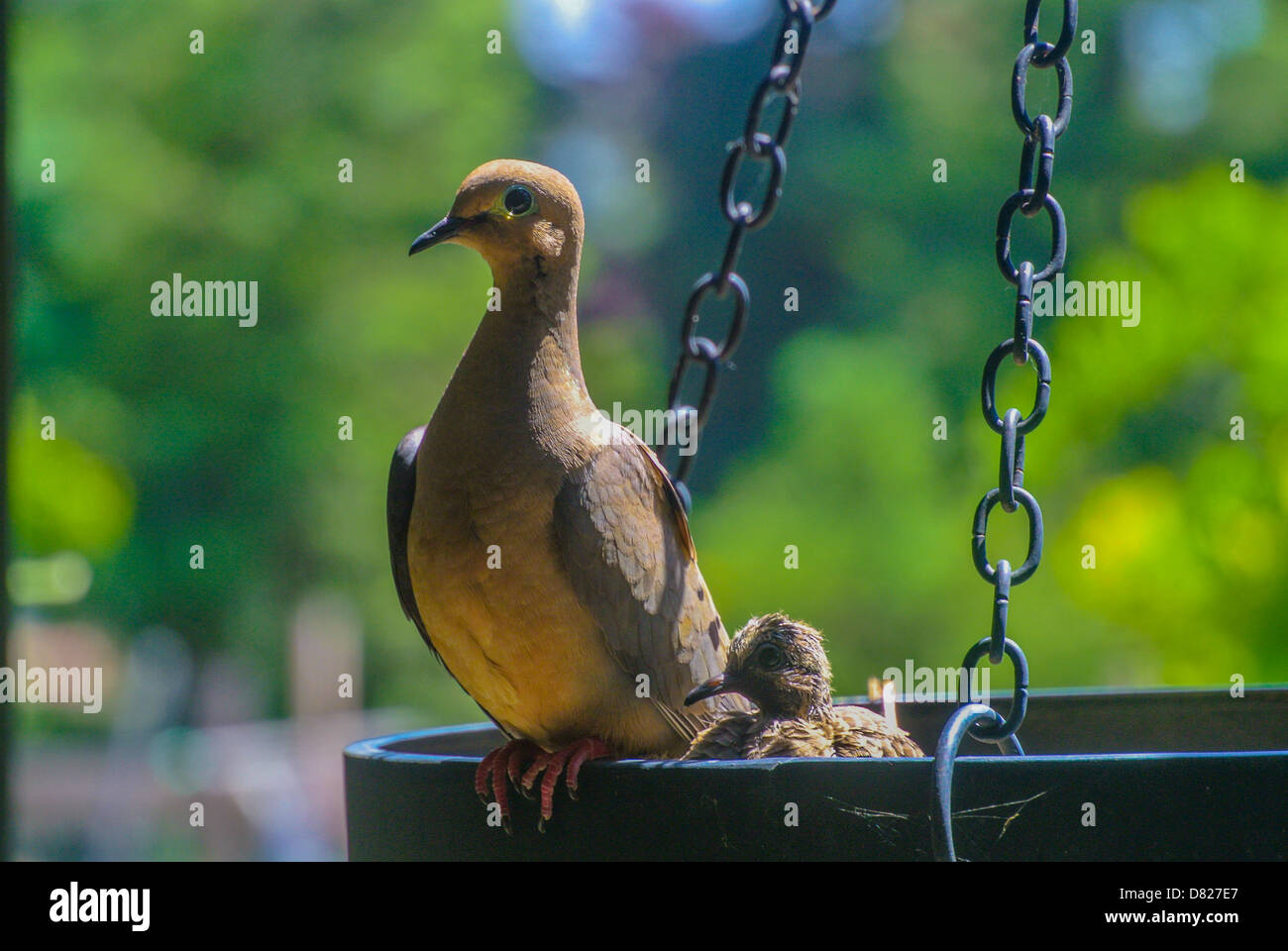 Zenaida macroura mourning dove aka turtle dove mother and chick Stock ...